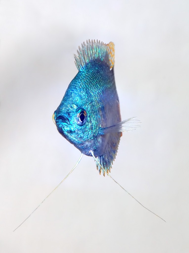 Dwarf Gourami Care | Shimmer & Shine In Your Tank - Maryland Aquarium ...