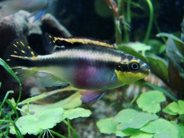 Kribensis Cichlid: Care & Info | Maryland Aquarium Design & Maintance
