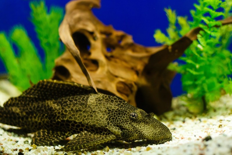 Twig Catfish | Complete Farlowella Care Guide - Maryland Aquarium ...