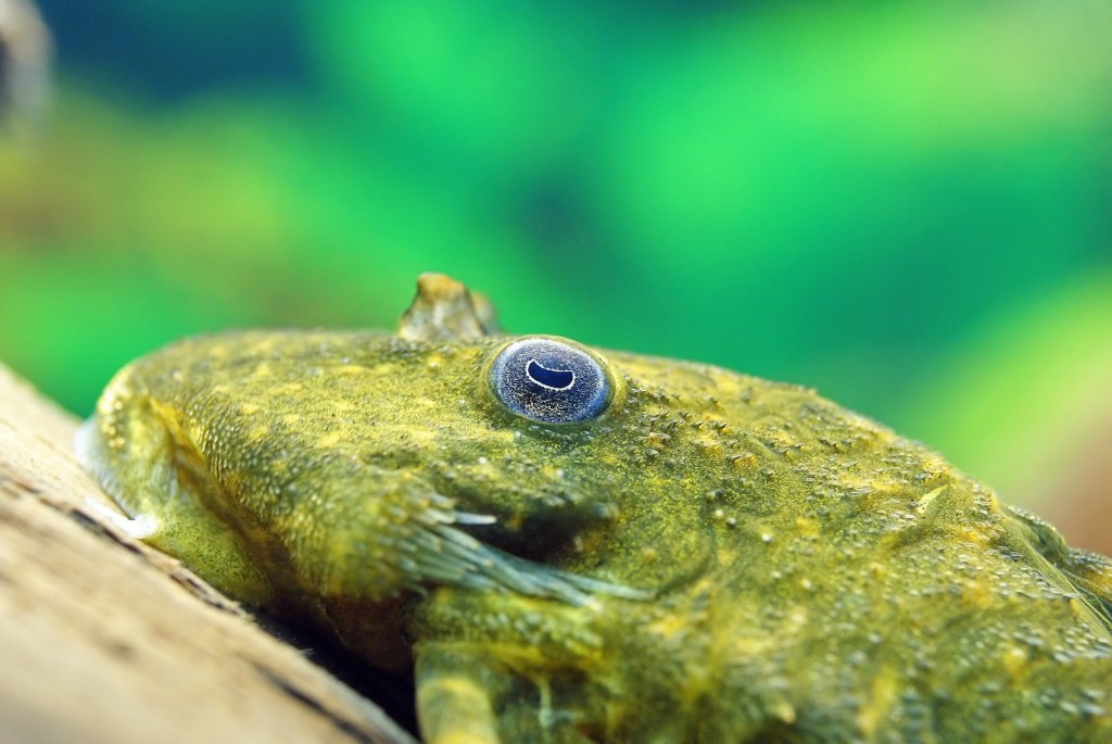 5 Fascinating Plecostomus Catfish Species - Maryland Aquarium Design ...