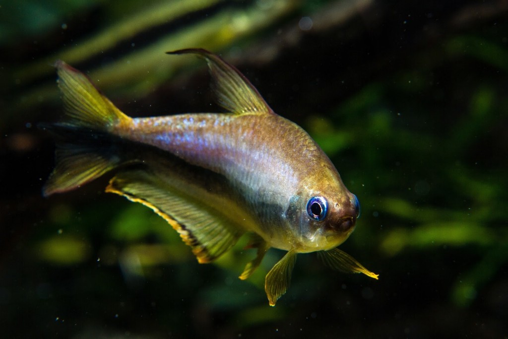 Red Emperor Tetra Aquarium Central Tetra Albino Emperor Tetra