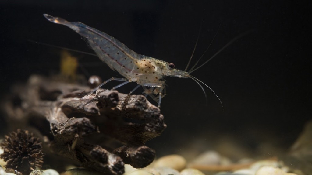 Freshwater Aquarium: 4 Shrimp for Beginners - Maryland Aquarium Design ...