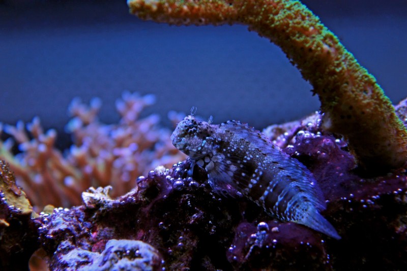 Lawnmower Blenny Care & Info | The Aquatic Gardener - Maryland Aquarium ...