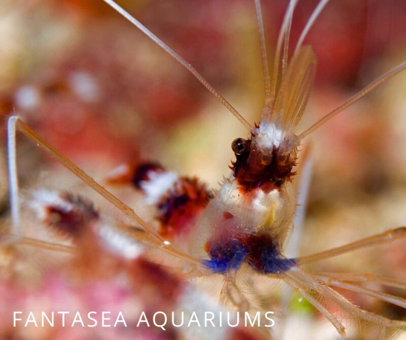 Coral Banded Shrimp Care | FantaSEA Aquariums