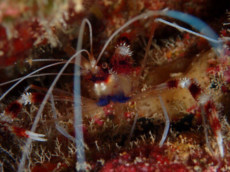 Coral Banded Shrimp Care | FantaSEA Aquariums