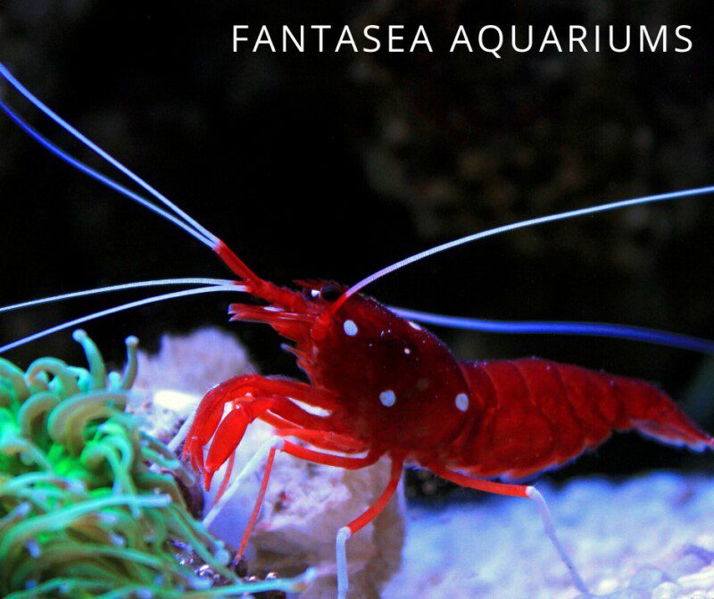 7 Saltwater Aquarium Shrimp For Your Reef Tank | Maryland Aquarium Design