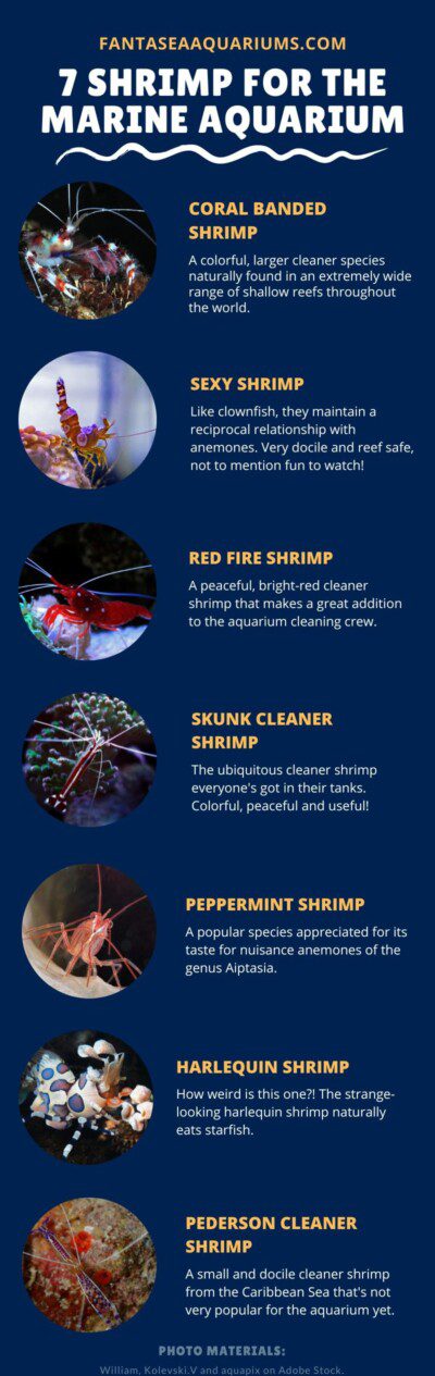 7 Saltwater Aquarium Shrimp For Your Reef Tank | Maryland Aquarium Design