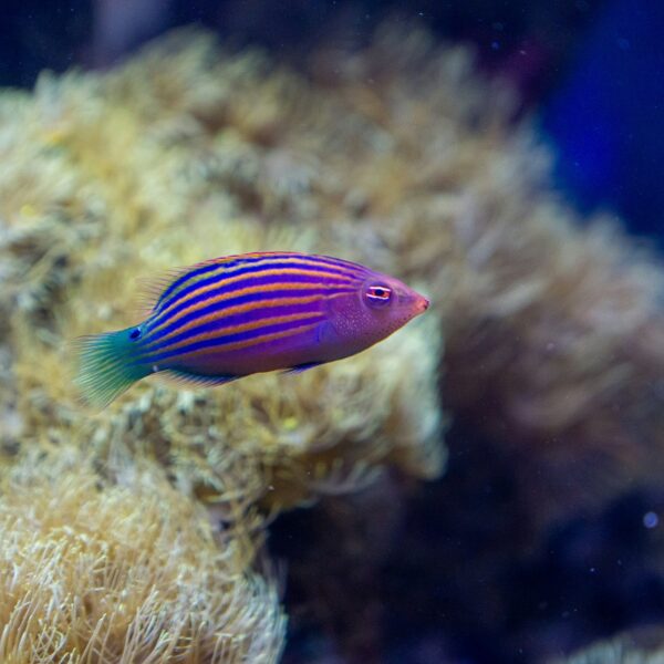 Aquarium Friend or Foe?: Micro Brittle Starfish - Maryland Aquarium ...