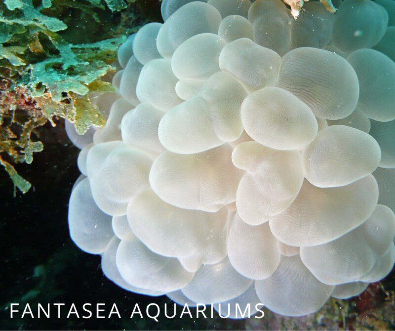 7 Beginner Corals for First-Time Reef Keepers - Maryland Aquarium ...