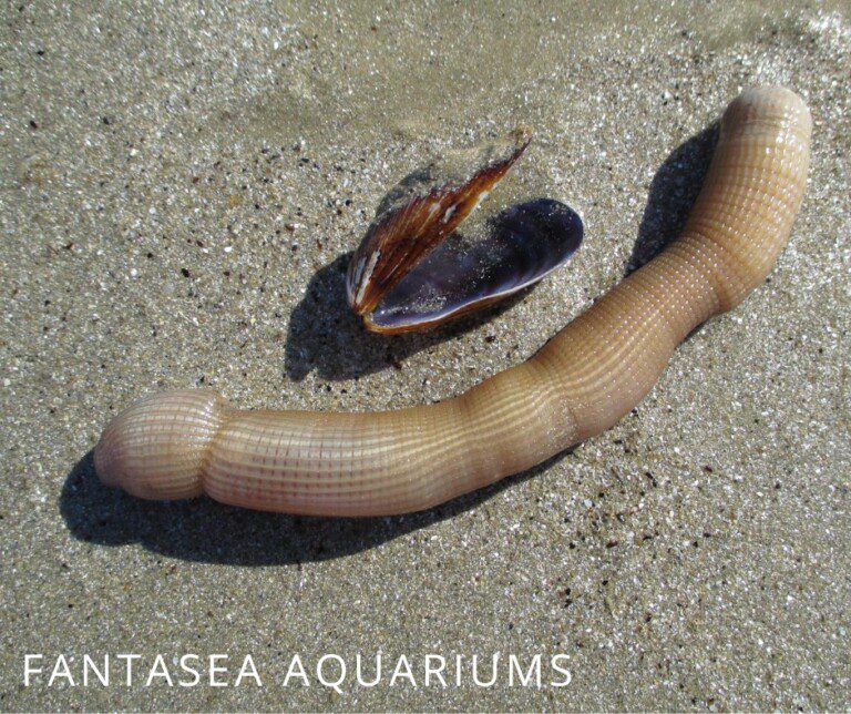 Spirorbid worms | Aquarium Friend or Foe? - Maryland Aquarium Design ...