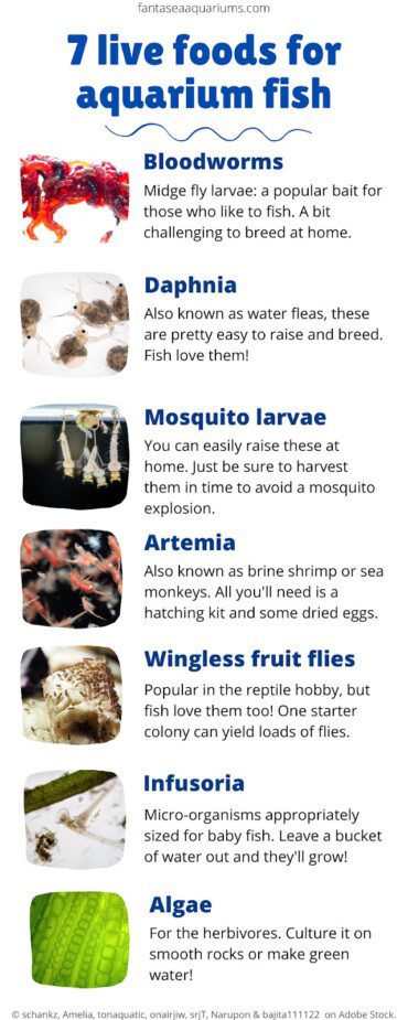 7 Types of Live Food for Aquarium Fish - Maryland Aquarium Design ...
