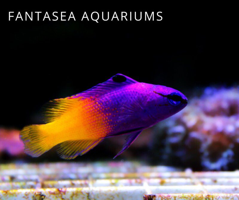 Royal Gramma Care & Info (Gramma loreto) | A Multicolored Gem ...