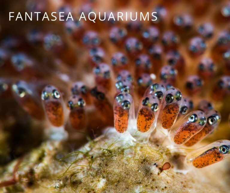 Clownfish Eggs | Breeding Clownfish at Home | FantaSEA Aquariums