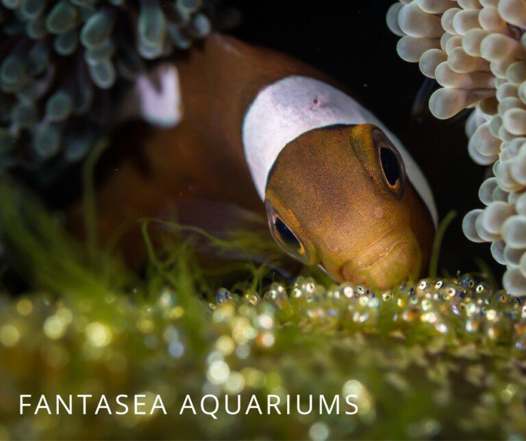 Clownfish Eggs | Breeding Clownfish at Home | FantaSEA Aquariums