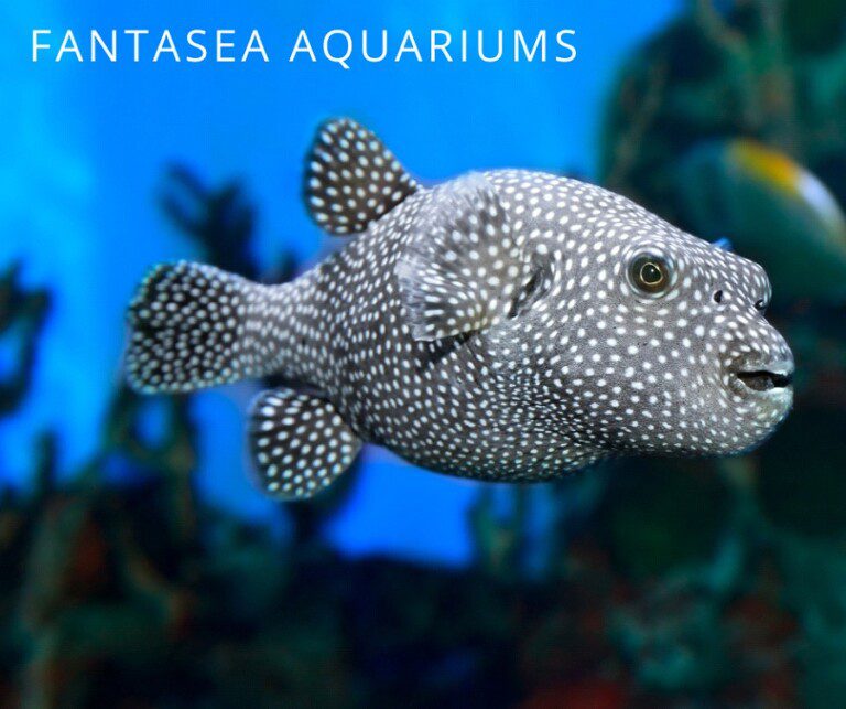 Pufferfish as a Pet | 5 Marine Puffers We Love | FantaSEA Aquariums
