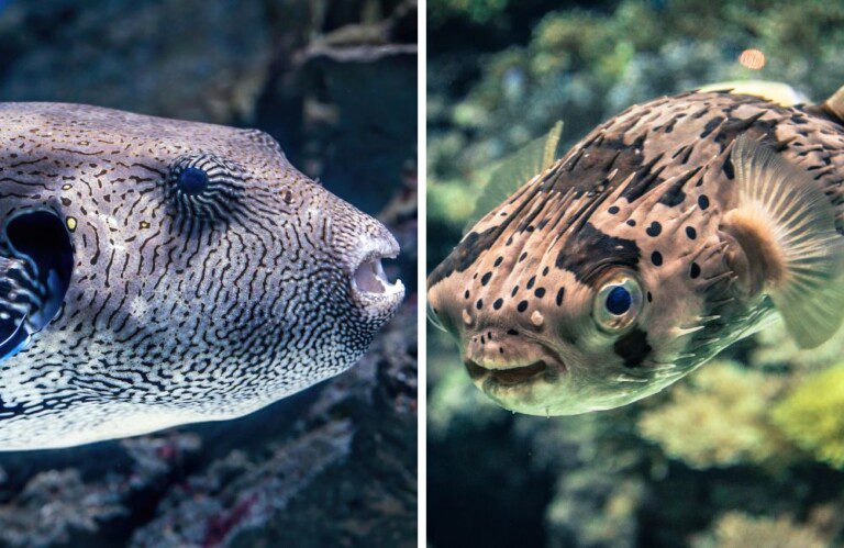 Stars and Stripes Puffer Care | A Star-Spangled Pufferfish - Maryland ...