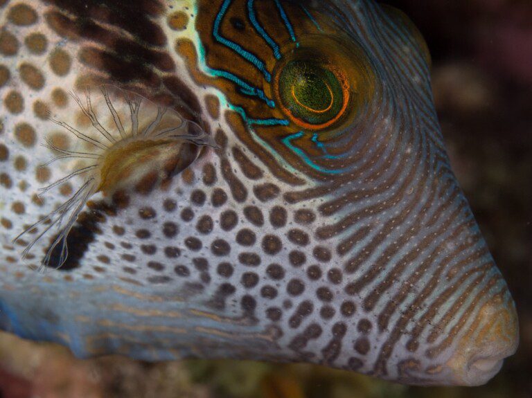 What Do Puffers Eat? | All About Pufferfish Diet | FantaSEA