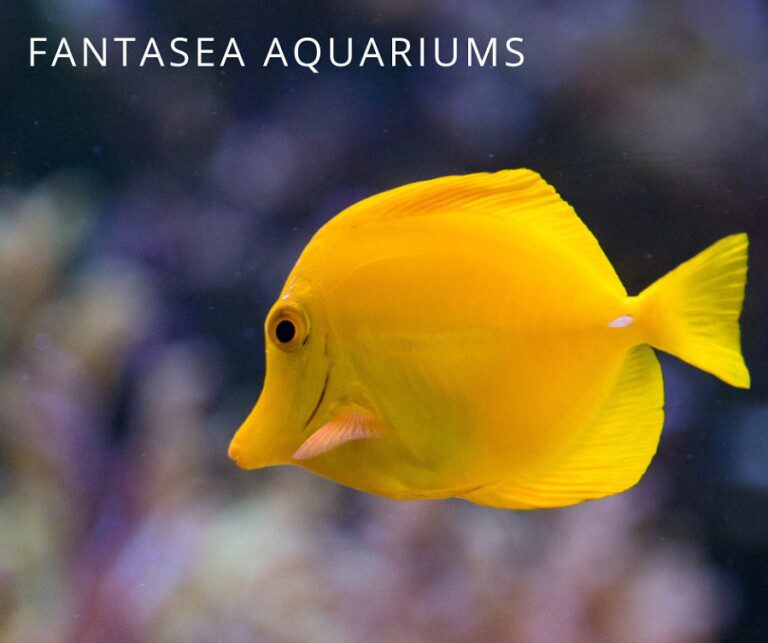 Yellow Tang - Maryland Aquarium Design, Installation, and Maintenance