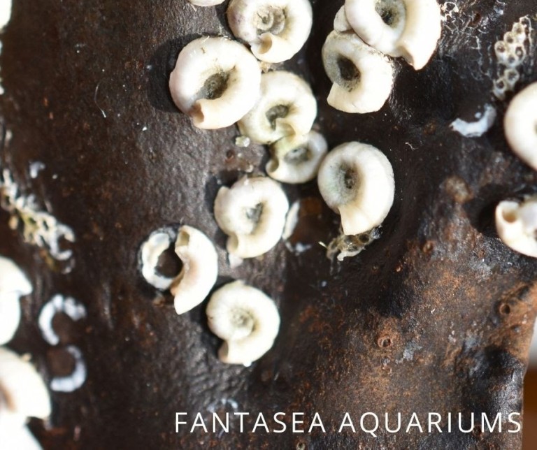 Spirorbid worms | Aquarium Friend or Foe? - Maryland Aquarium Design ...
