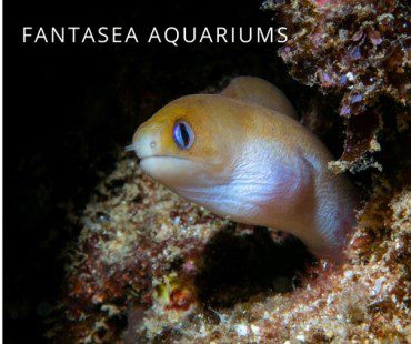 Golden dwarf moray eel care & info | FantaSEA Aquariums