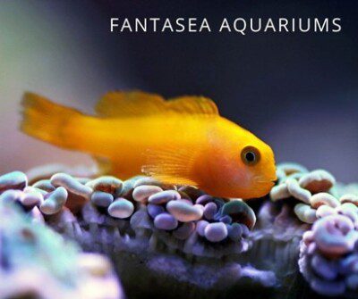 7 Beautiful Gobies for the Marine Aquarium - Maryland Aquarium Design ...