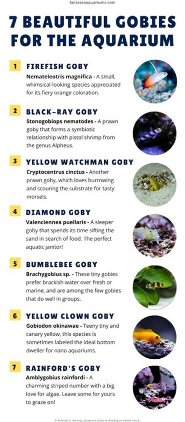 7 Beautiful Gobies for the Marine Aquarium - Maryland Aquarium Design ...