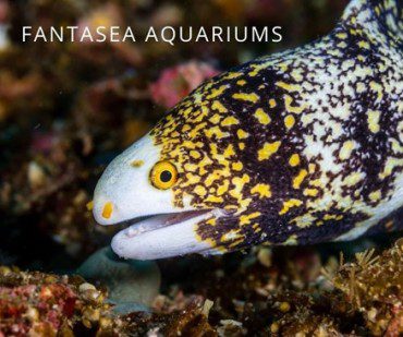 Moray eel aquarium | 6 beautiful aquarium eels | FantaSEA