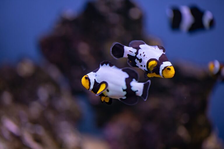 9 Popular Types of Clownfish For Your Reef Tank - Maryland Aquarium ...
