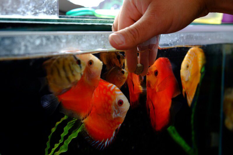7 Types of Live Food for Aquarium Fish - Maryland Aquarium Design ...