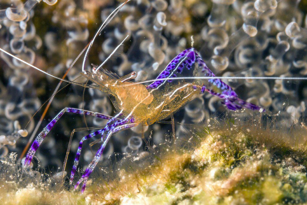 Pederson Cleaner Shrimp Care & Info - Maryland Aquarium Design ...