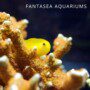Yellow Clown Goby Care & Info | A Ray of Sunshine In Your Tank ...
