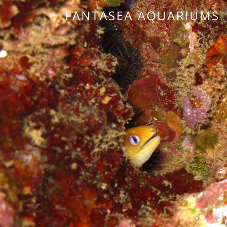Golden dwarf moray eel care & info | FantaSEA Aquariums