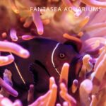 9 Popular Types of Clownfish For Your Reef Tank - Maryland Aquarium ...
