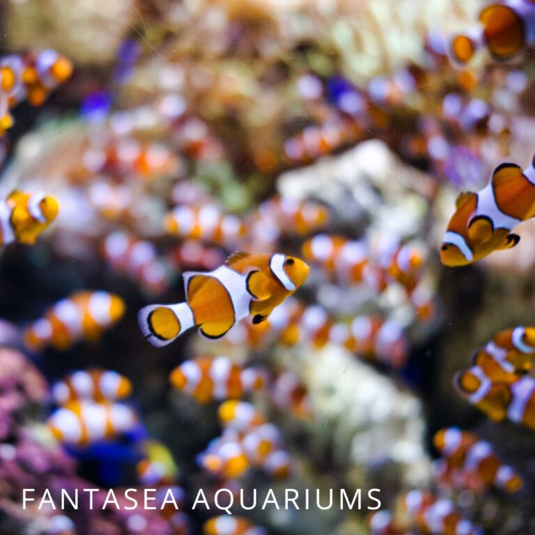9 Popular Types of Clownfish For Your Reef Tank - Maryland Aquarium ...