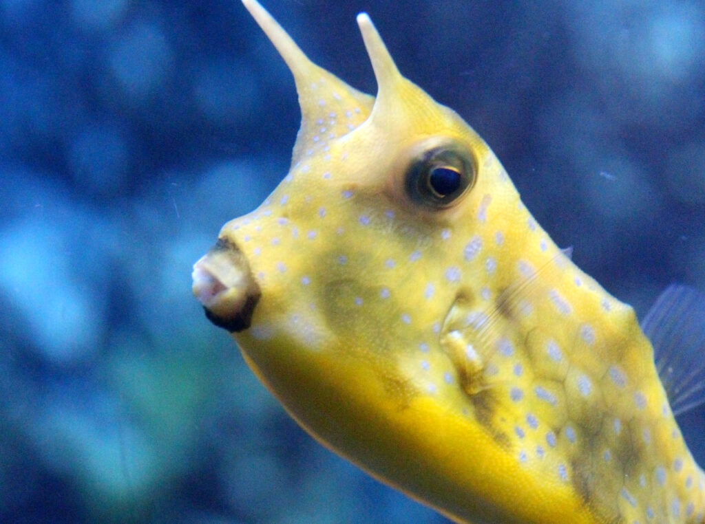 10 Weird Sea Creatures You Can Actually Keep In Your Aquarium