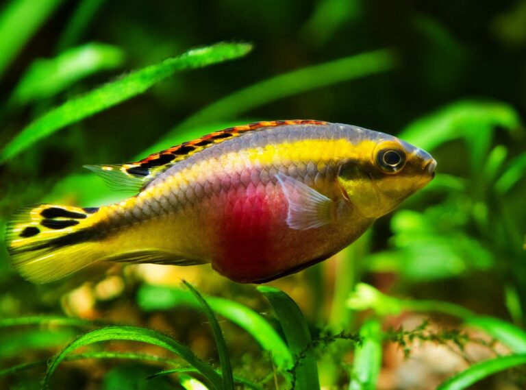 Kribensis Cichlid: Care & Info | Maryland Aquarium Design & Maintance