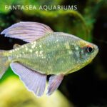 Types of Tetras | 9 of Our Favorites (With Pictures) - Maryland ...
