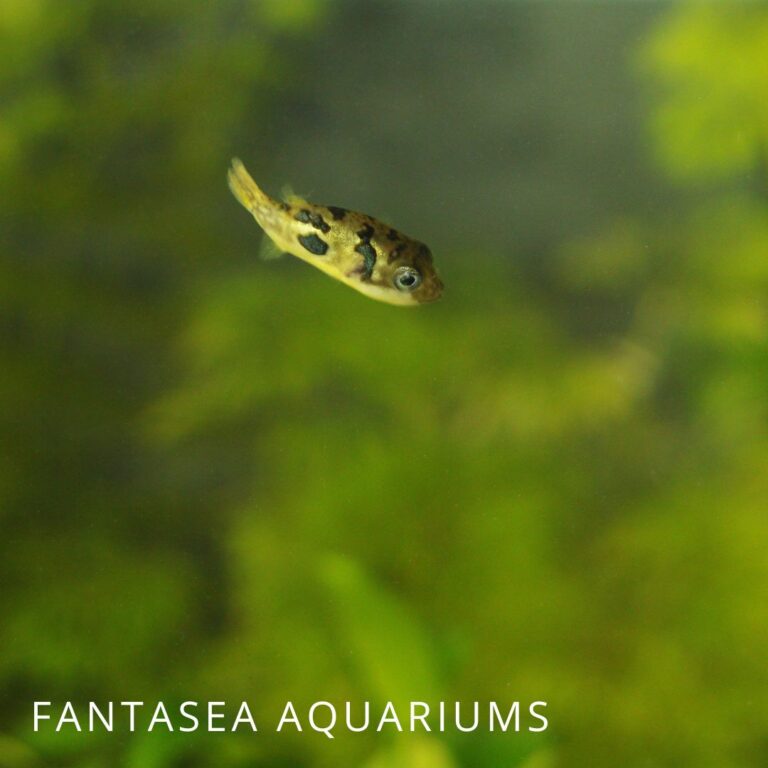 Types of Freshwater Pufferfish | FantaSEA's 10 Favorites - Maryland ...