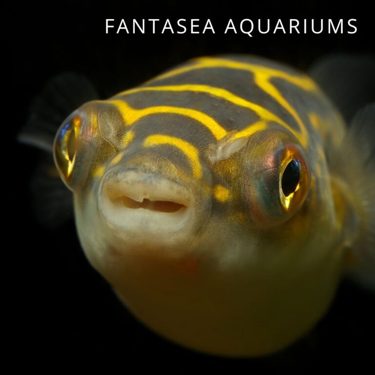Types of Freshwater Pufferfish | FantaSEA's 10 Favorites - Maryland ...