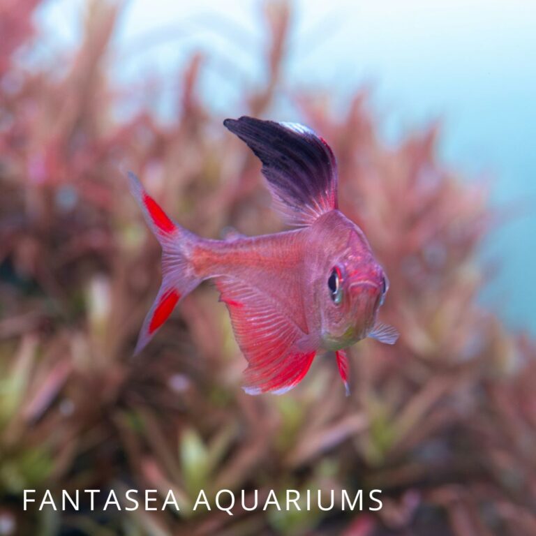 Types of Tetras | 9 of Our Favorites (With Pictures) - Maryland ...