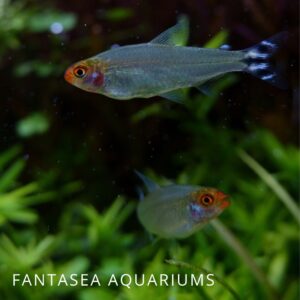 Types of Tetras | 8 of Our Favorites (With Pictures) - Maryland ...