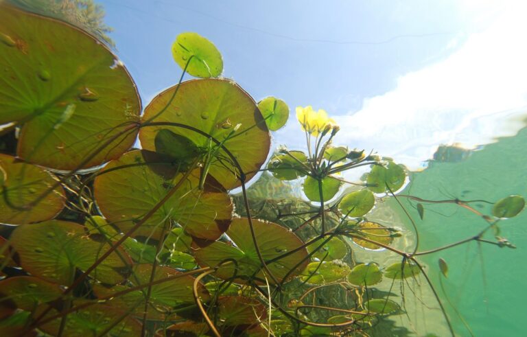 6 Small Pond Fish | Stocking Your Mini Pond - Maryland Aquarium Design ...