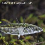 6 Small Pond Fish | Stocking Your Mini Pond - Maryland Aquarium Design ...