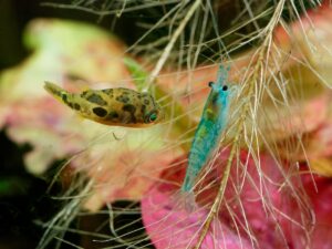 Types of Freshwater Pufferfish | FantaSEA's 10 Favorites - Maryland ...