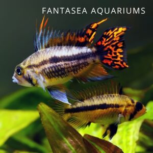 10 Colorful Types of Apistogramma Dwarf Cichlids for Your Tank ...
