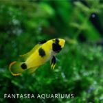 10 Colorful Types of Apistogramma Dwarf Cichlids for Your Tank ...
