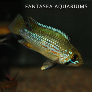 10 Colorful Types of Apistogramma Dwarf Cichlids for Your Tank ...