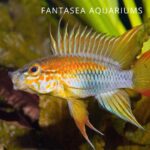 10 Colorful Types of Apistogramma Dwarf Cichlids for Your Tank ...