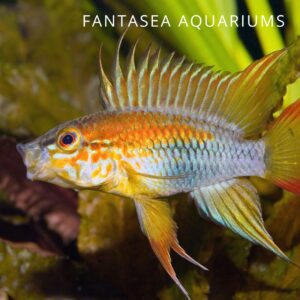 10 Colorful Types of Apistogramma Dwarf Cichlids for Your Tank ...
