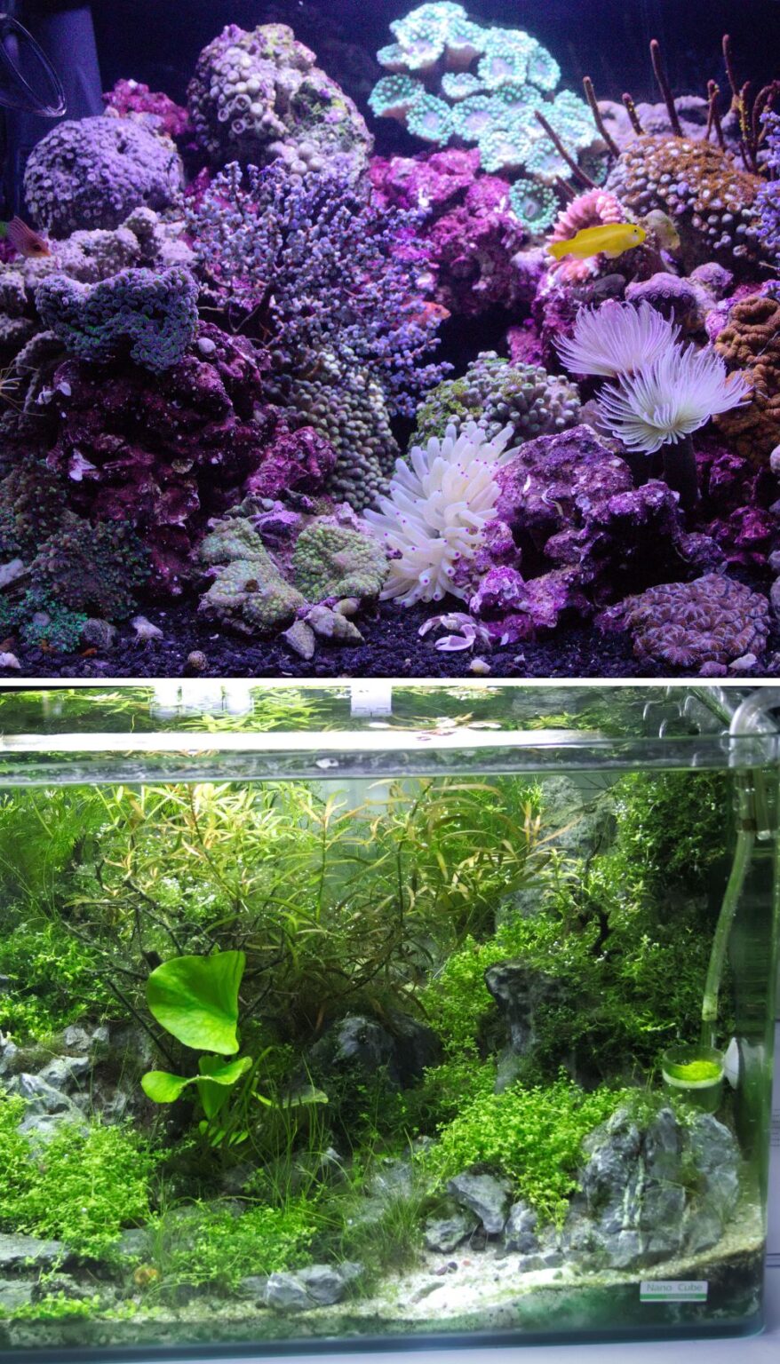 Saltwater vs. Freshwater Aquarium | Which Should You Choose? - Maryland ...